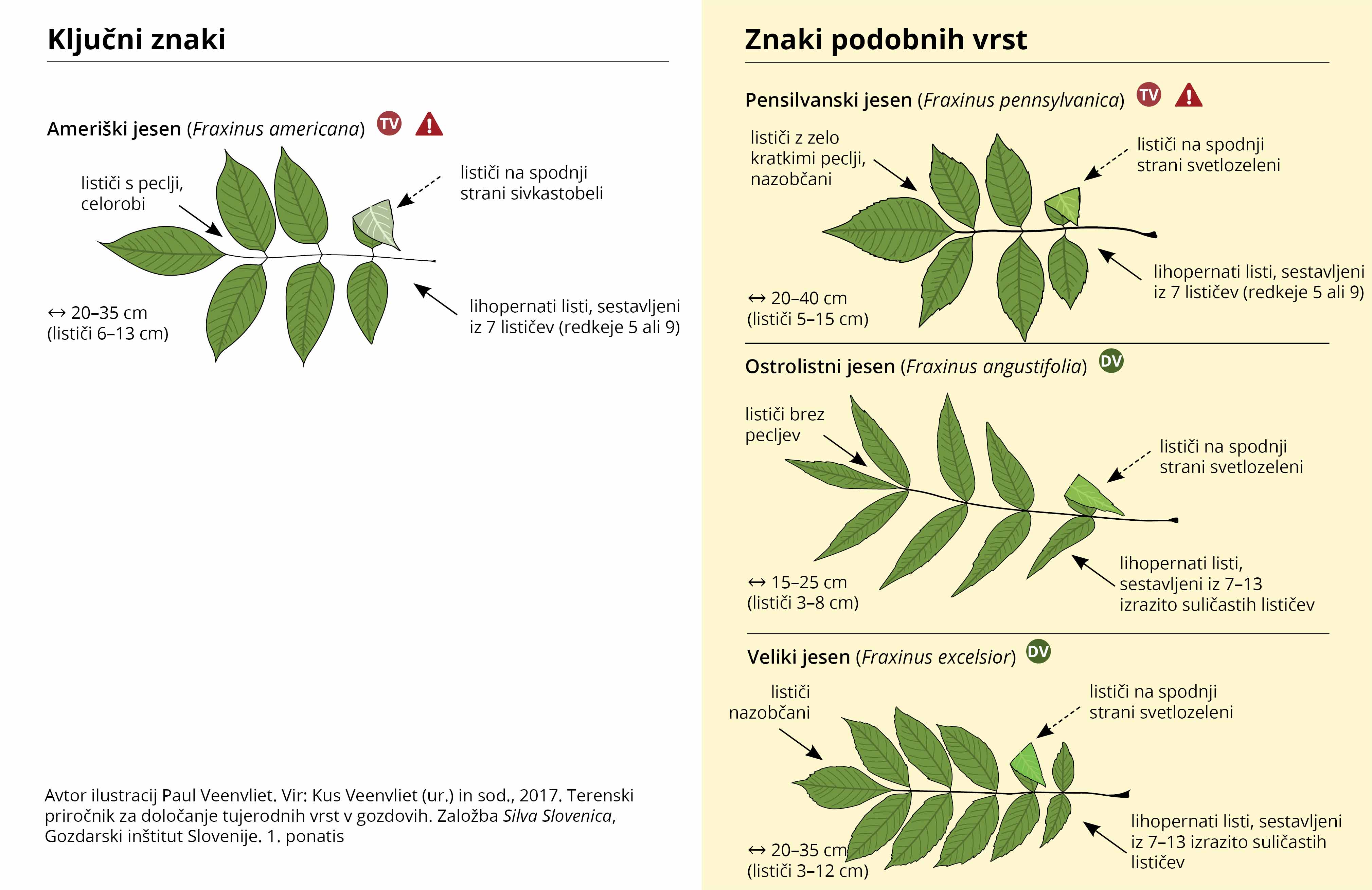 Ameriški jesen – Tujerodne vrste