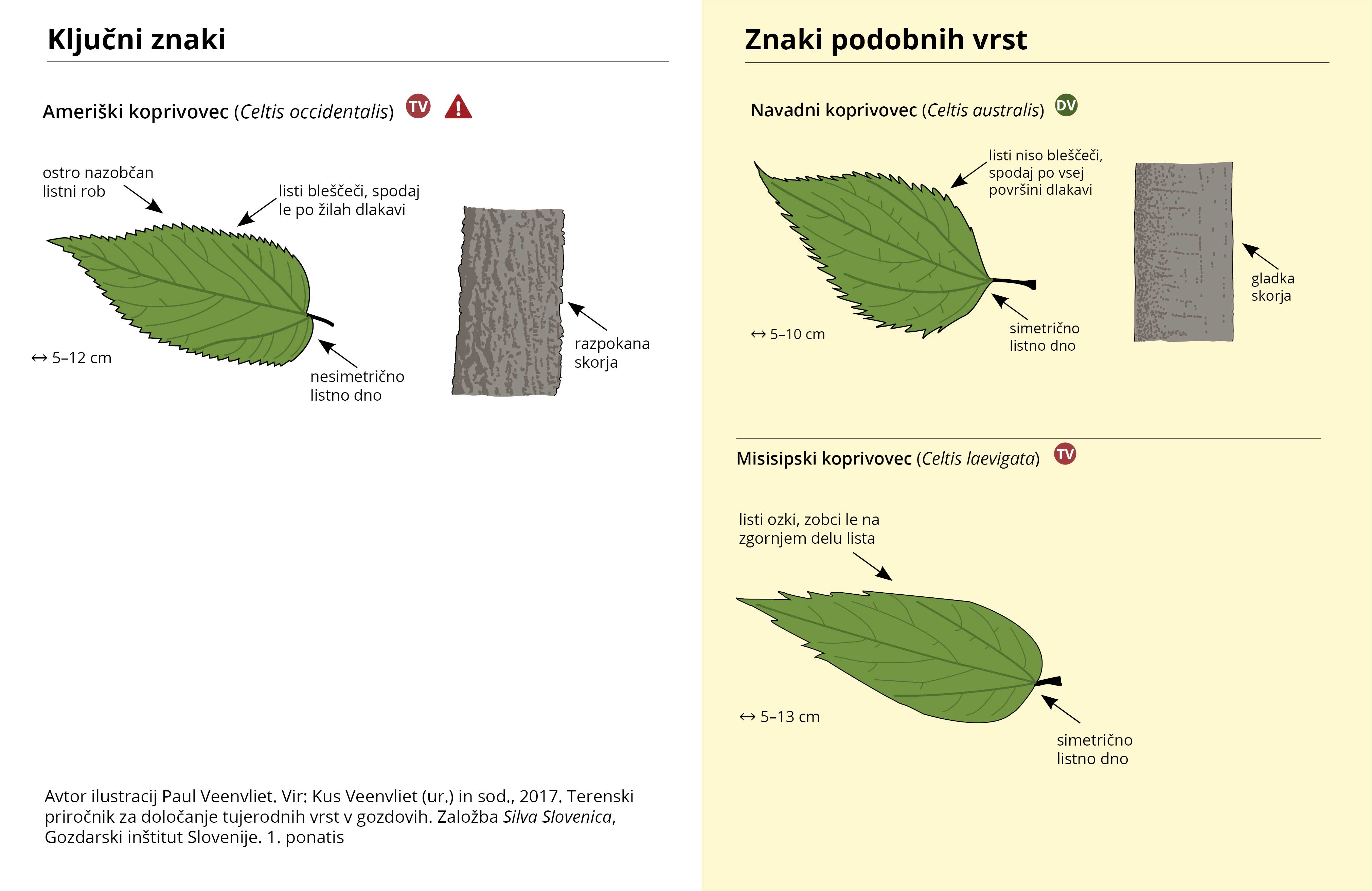 Ameriški koprivovec – Tujerodne vrste