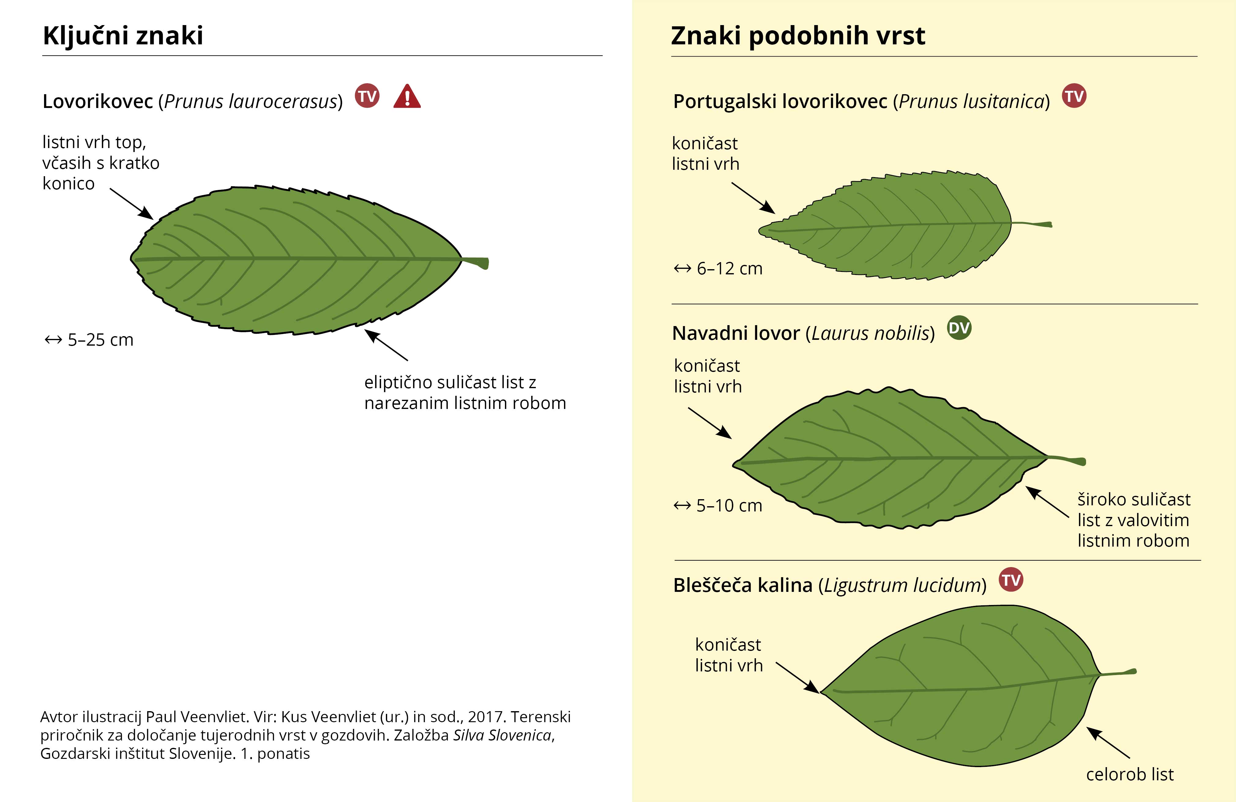 Lovorikovec – Tujerodne vrste