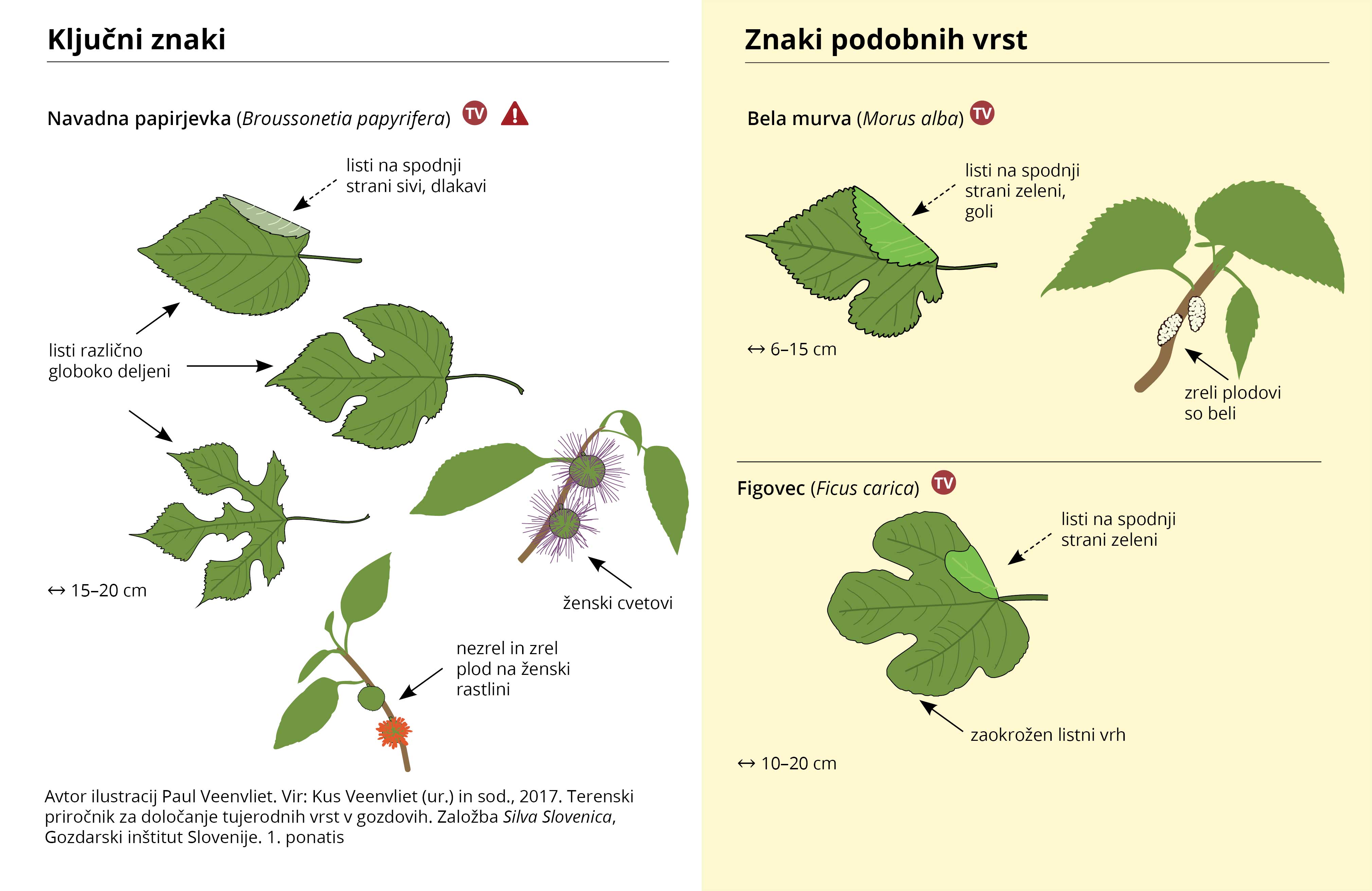 Navadna papirjevka – Tujerodne vrste