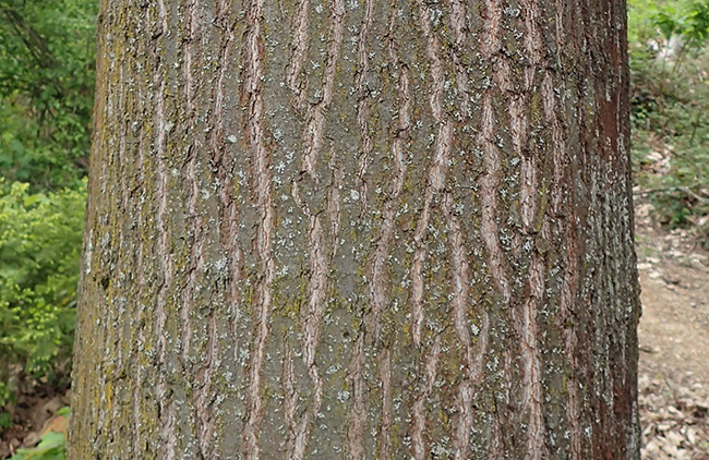 Rdeči hrast – Tujerodne vrste