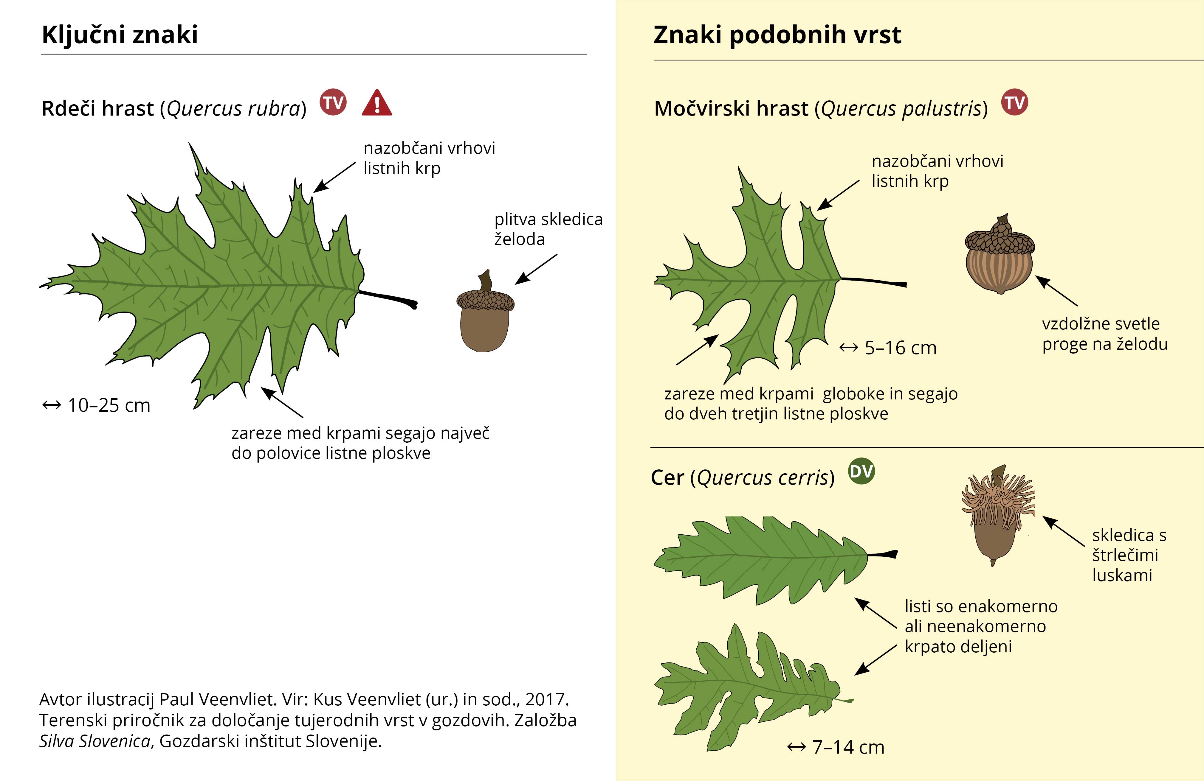 Rdeči hrast – Tujerodne vrste