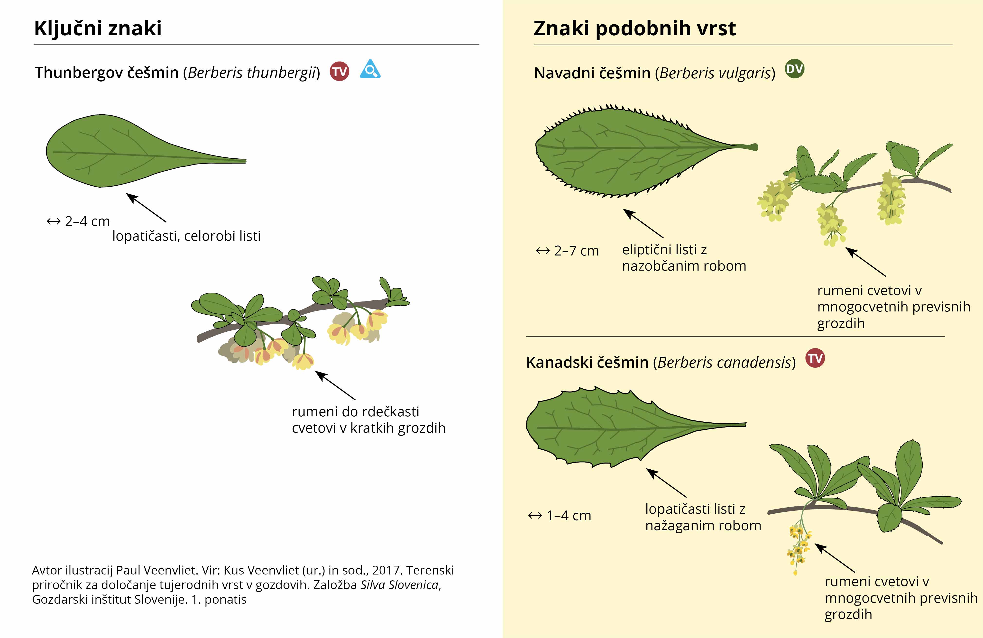 Japanese barberry – Tujerodne vrste