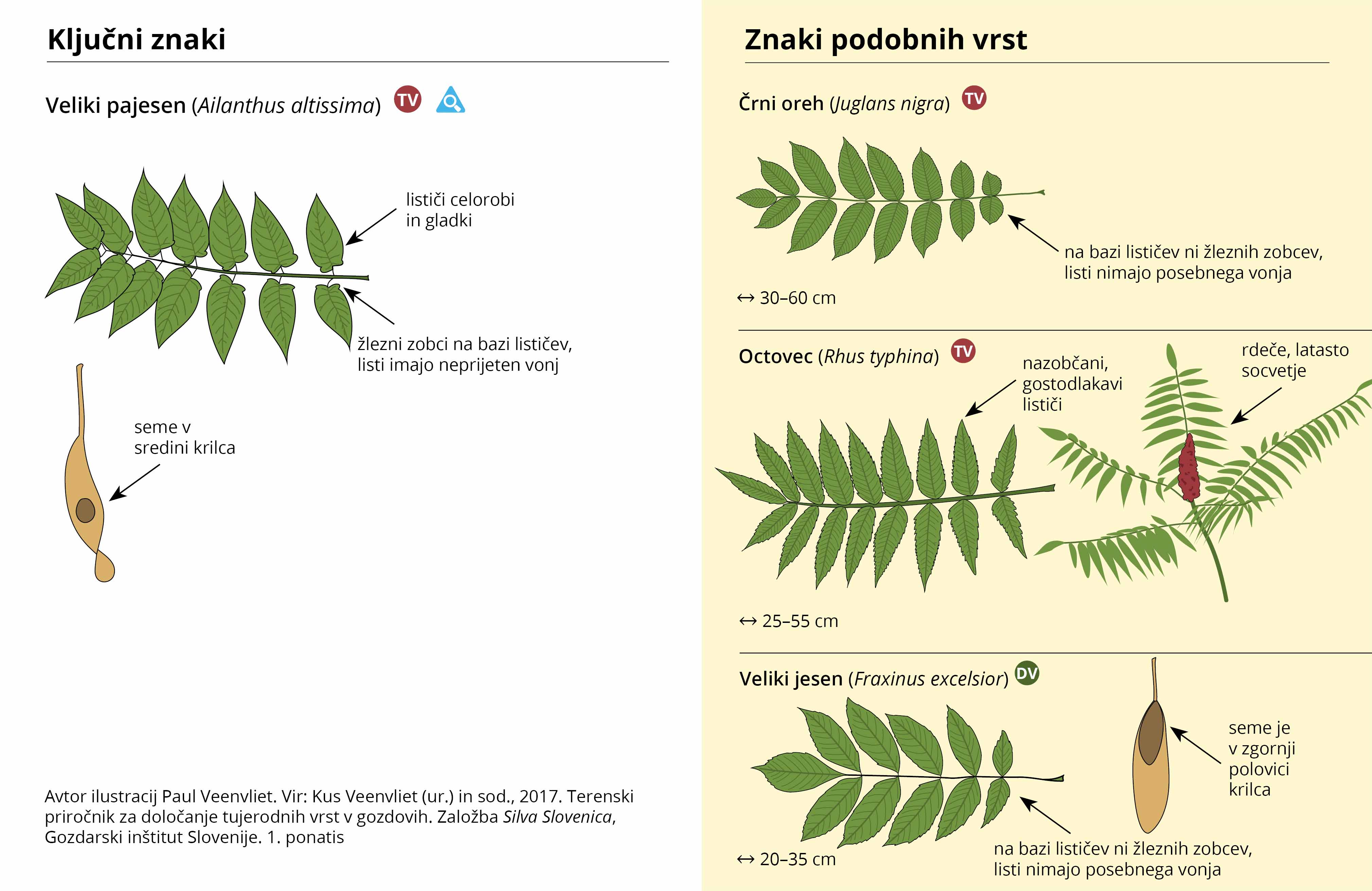 Veliki pajesen – Tujerodne vrste