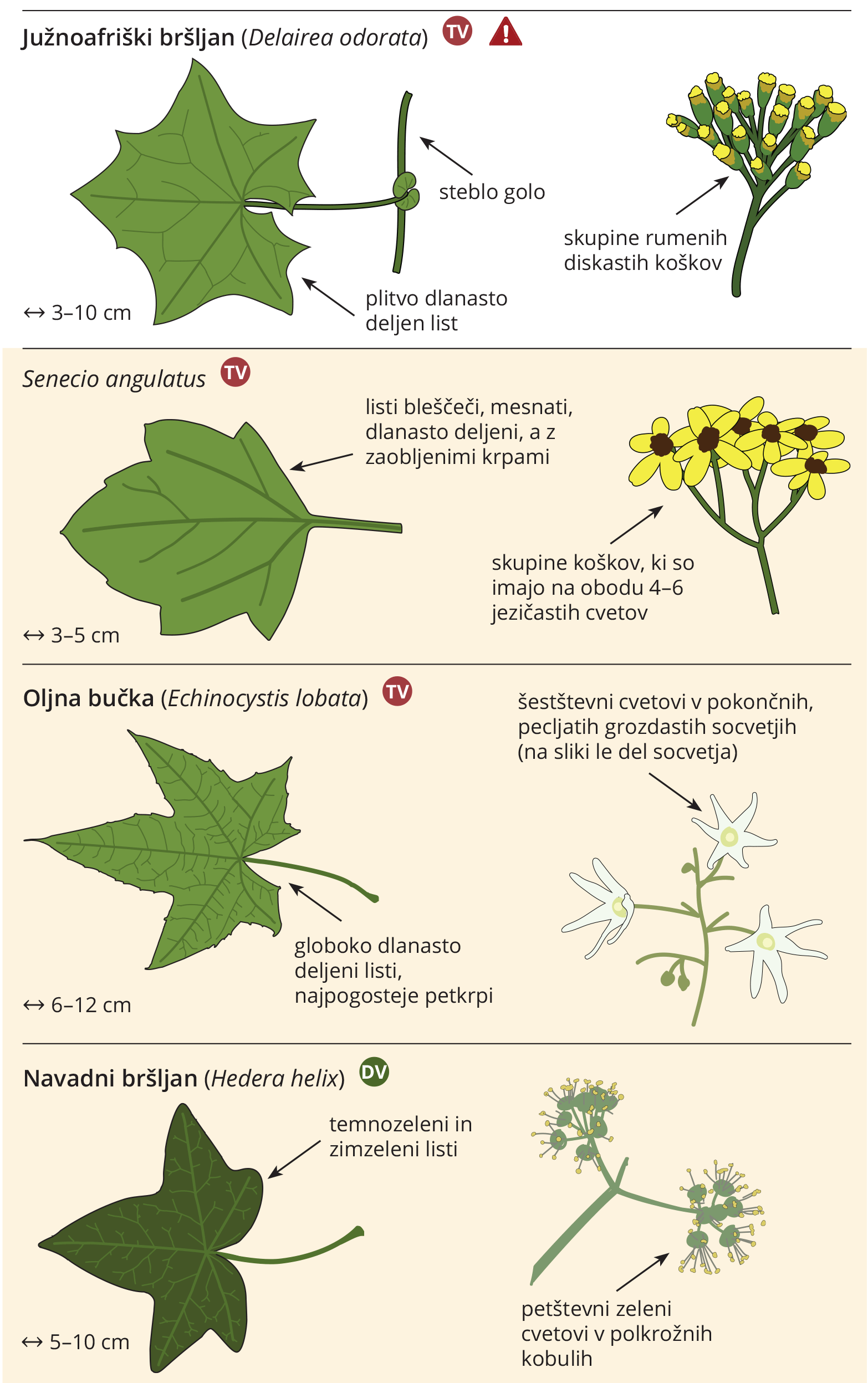 Južnoafriški bršljan – Tujerodne vrste