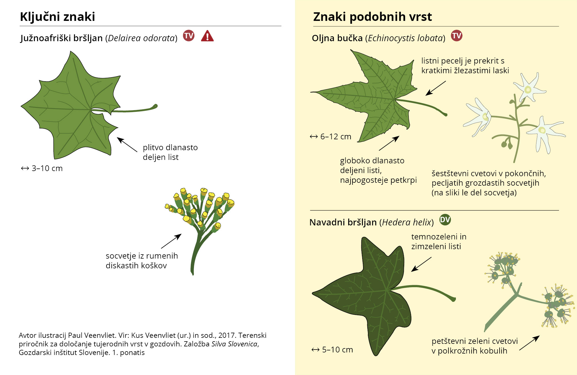 Južnoafriški bršljan – Tujerodne vrste