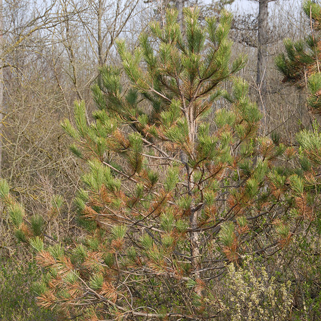Rdeča pegavost borovih iglic – Tujerodne vrste