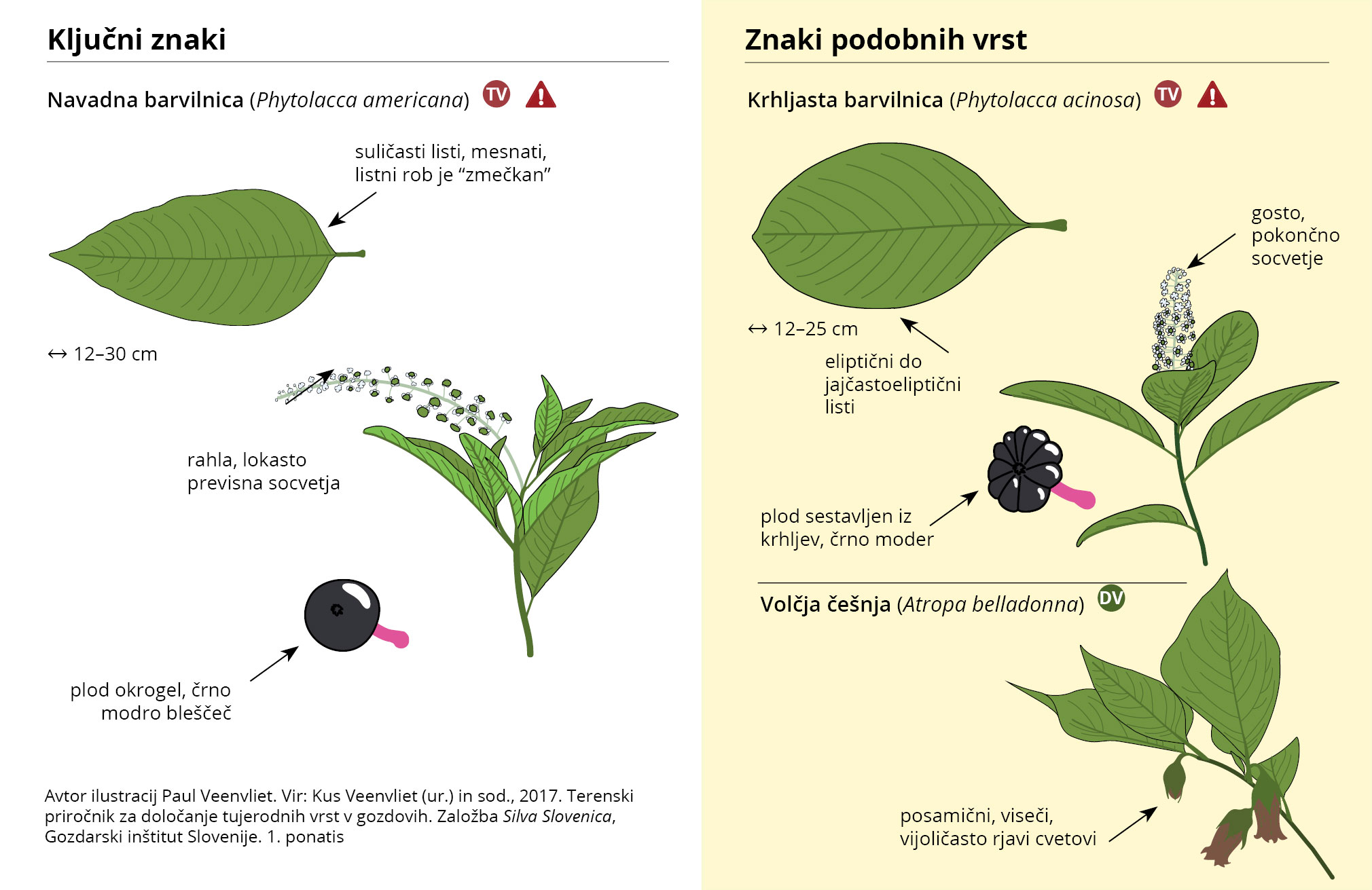 Navadna barvilnica – Tujerodne vrste