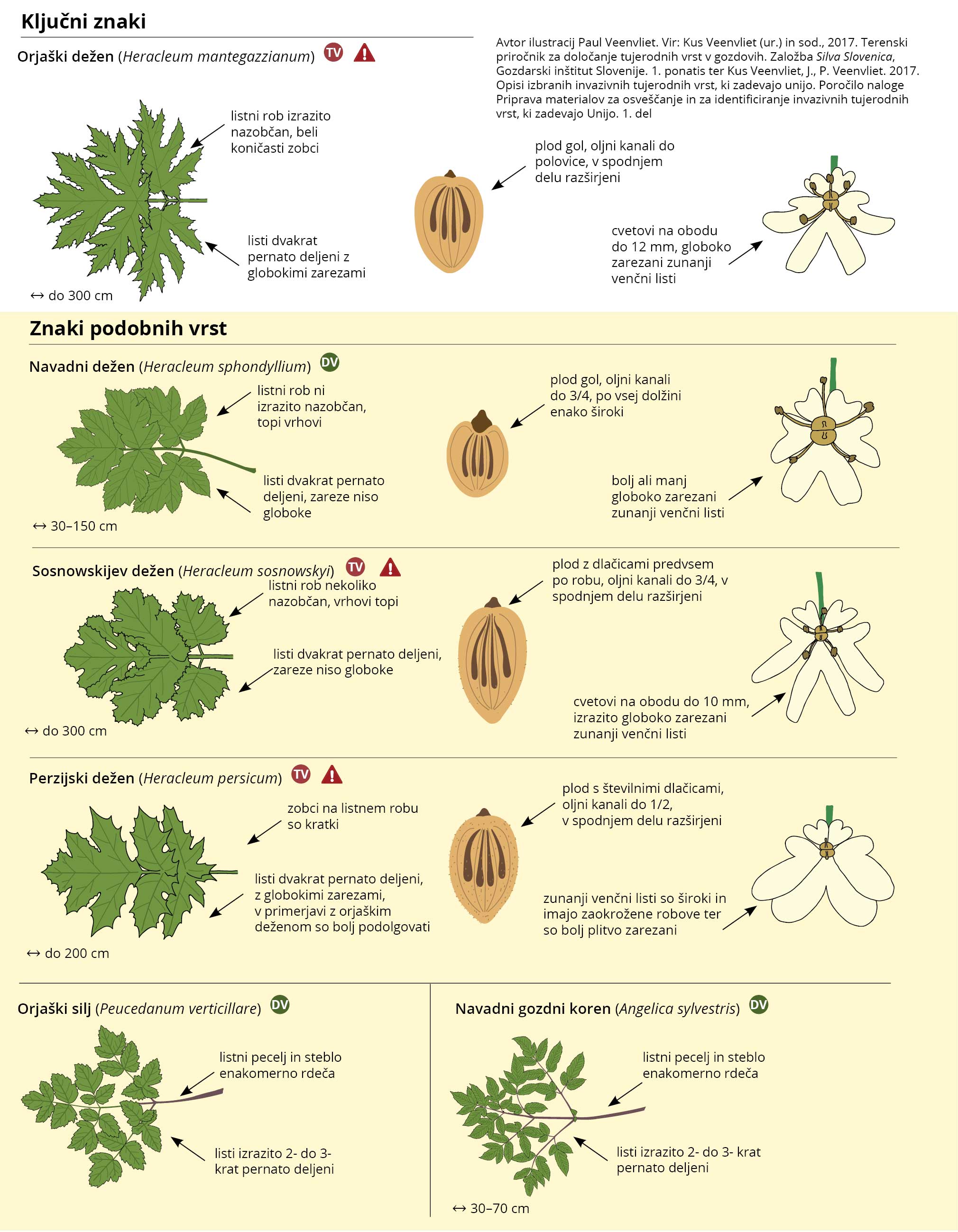 Orjaški dežen – Tujerodne vrste