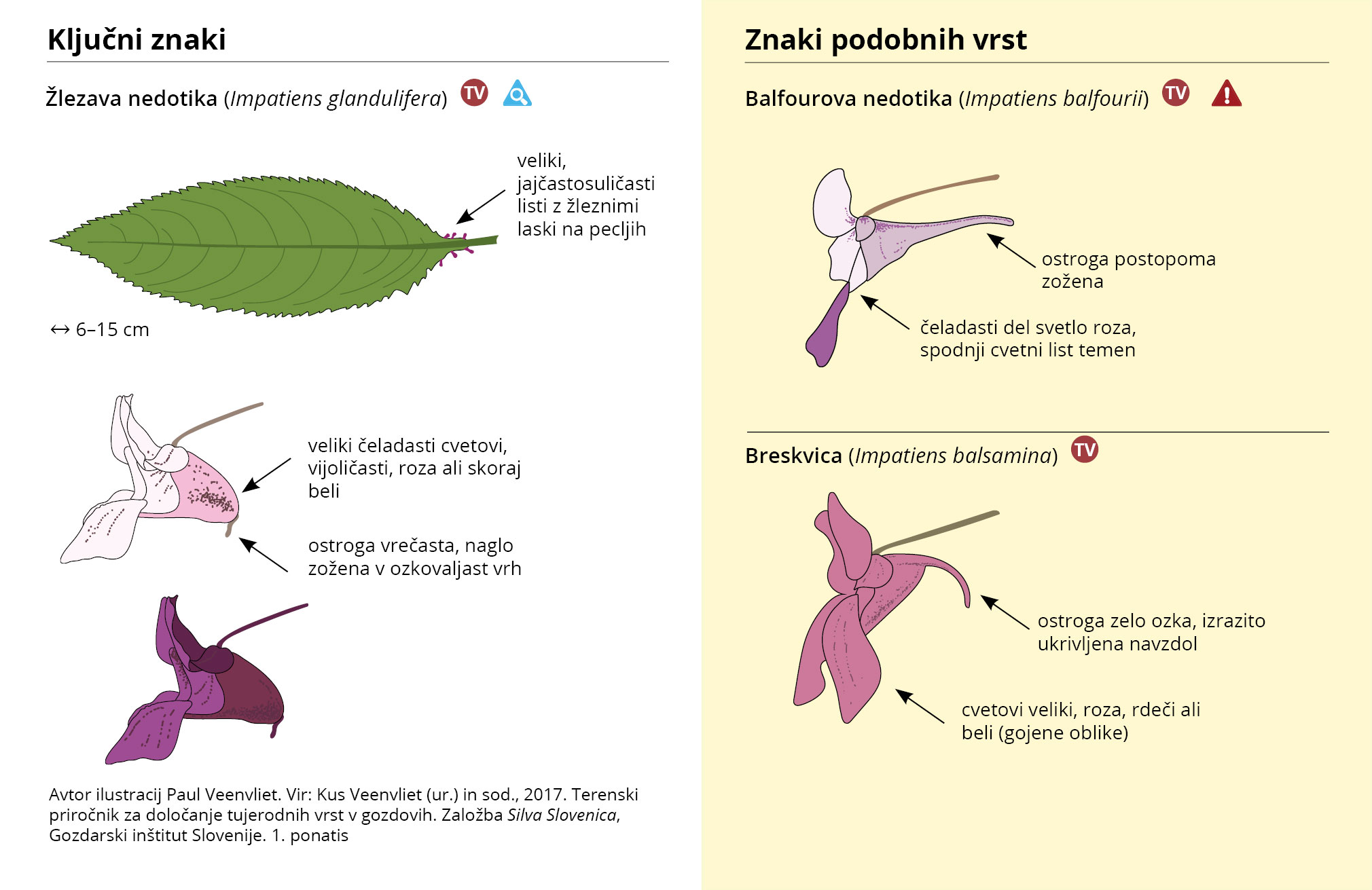 Žlezava nedotika – Tujerodne vrste