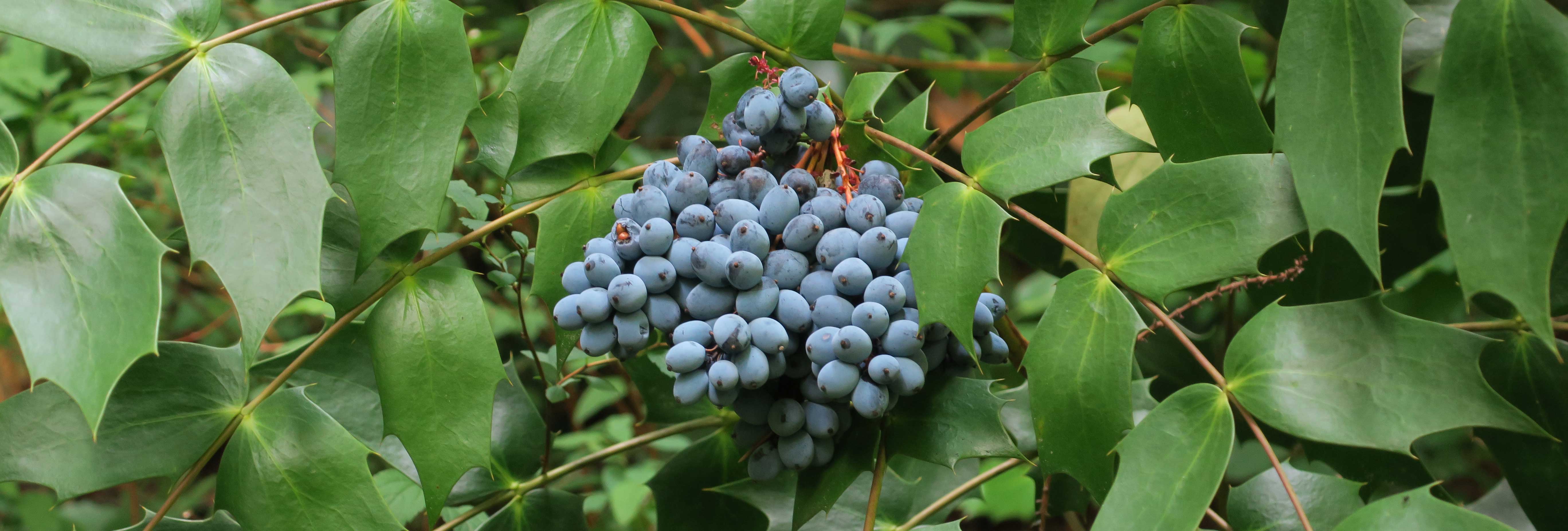 Tujerodne vrste – Tujerodne vrste v Sloveniji