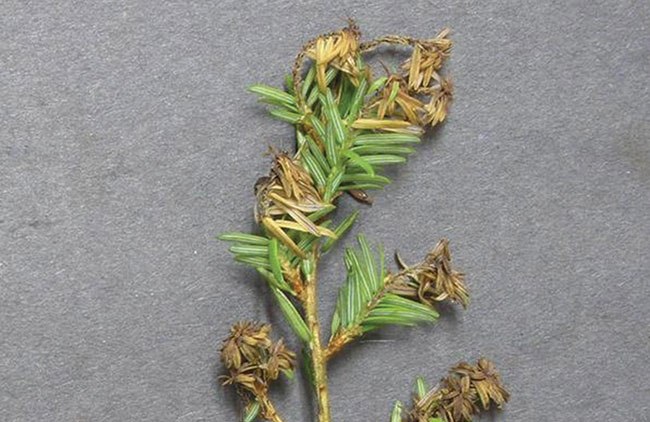 Sirococcus shoot blight – Tujerodne vrste