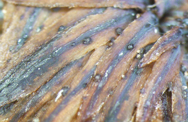 Sirococcus shoot blight – Tujerodne vrste